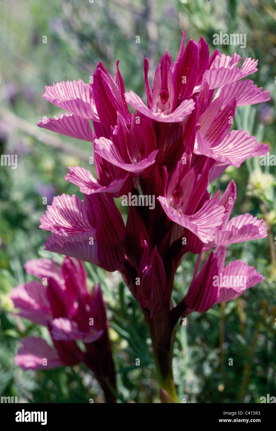 Orchis papilionacea var grandiflora hi-res stock photography and images ...
