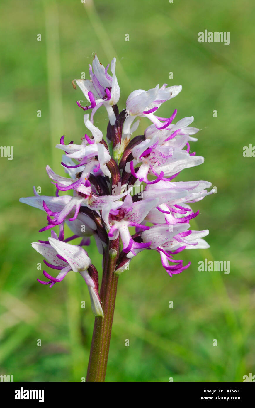 Monkey Orchid, Orchis simia Stock Photo - Alamy
