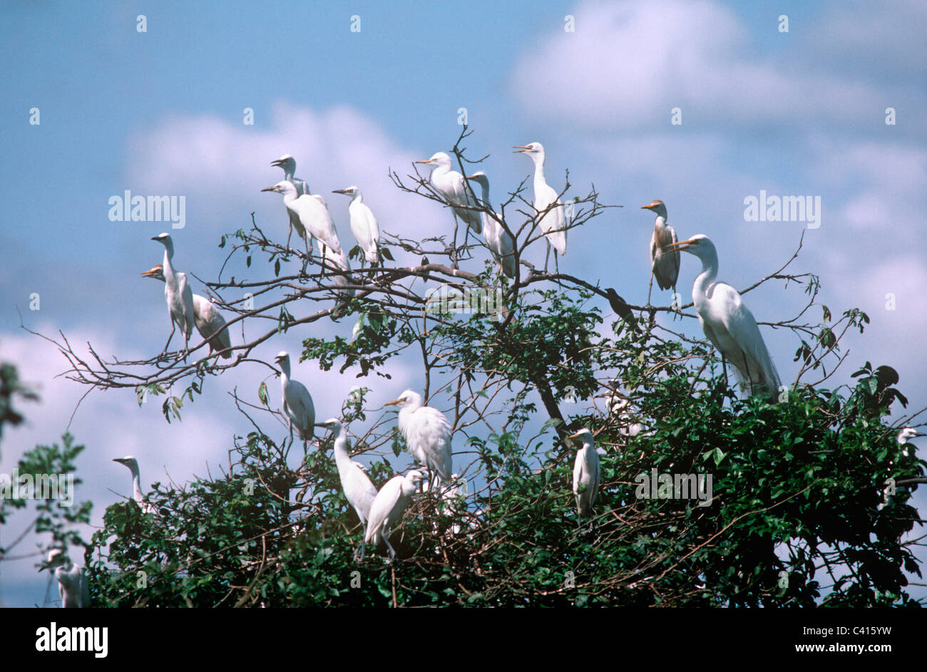 Egret birds nesting in trees hi-res stock photography and images - Alamy