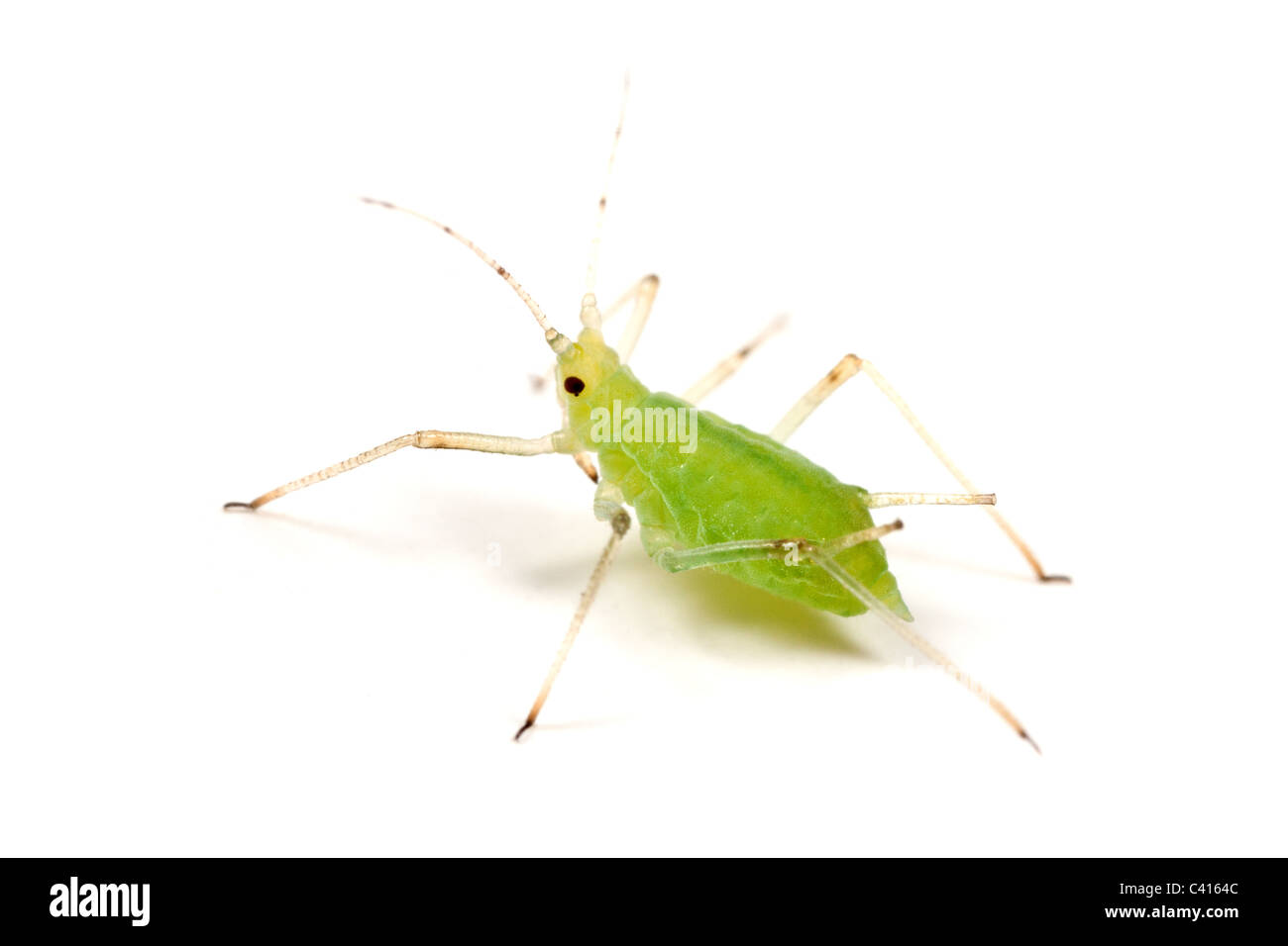 Aphid - wingless form - on a white background Stock Photo - Alamy