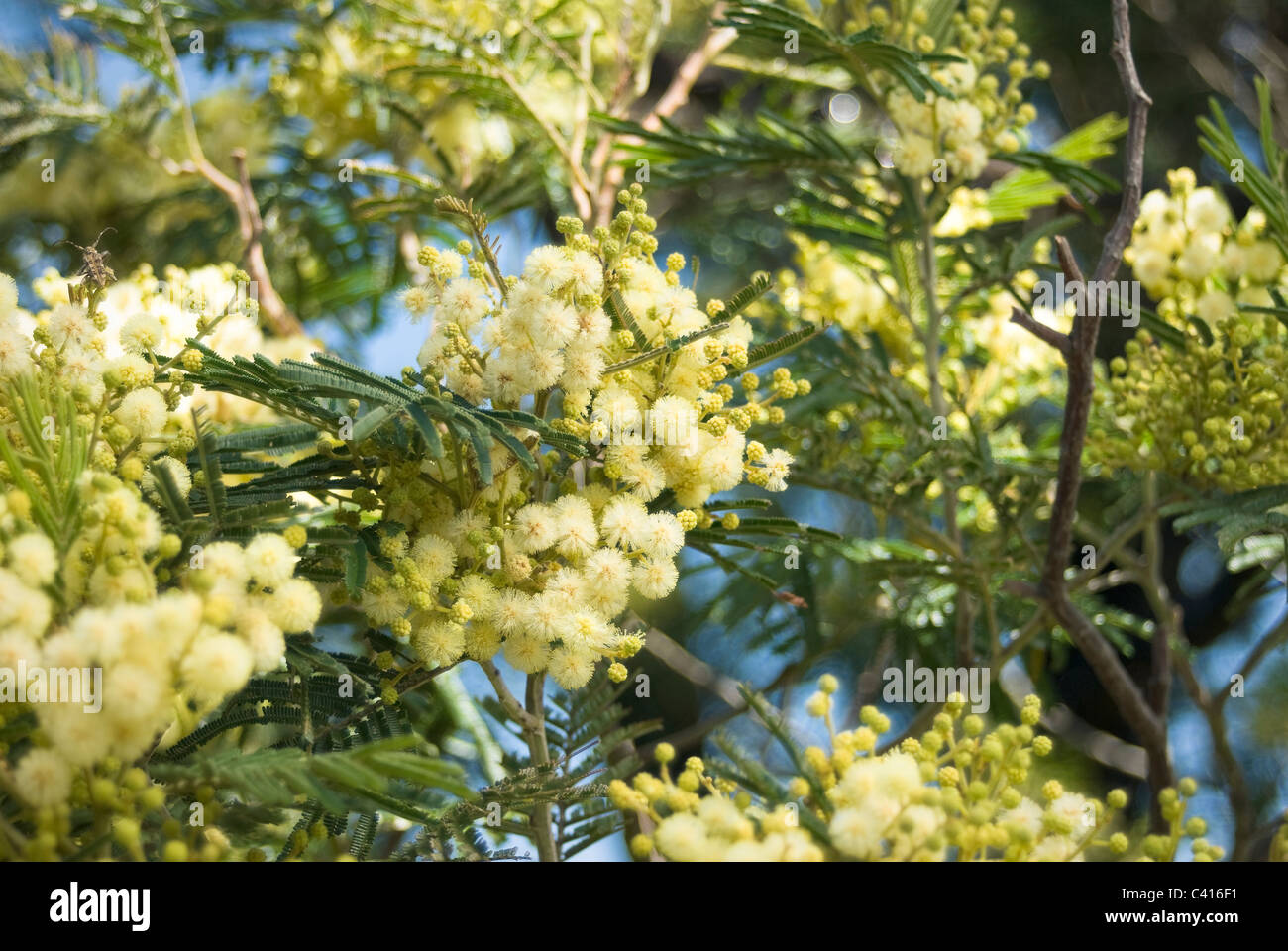Wattle tree hi-res stock photography and images - Alamy