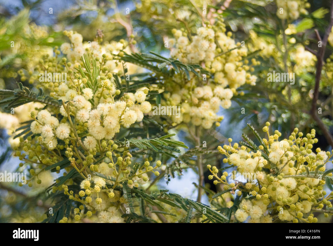 Wattle tree hi-res stock photography and images - Alamy