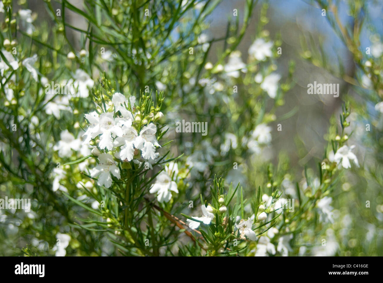 Australian native plant hi-res stock photography and images - Alamy
