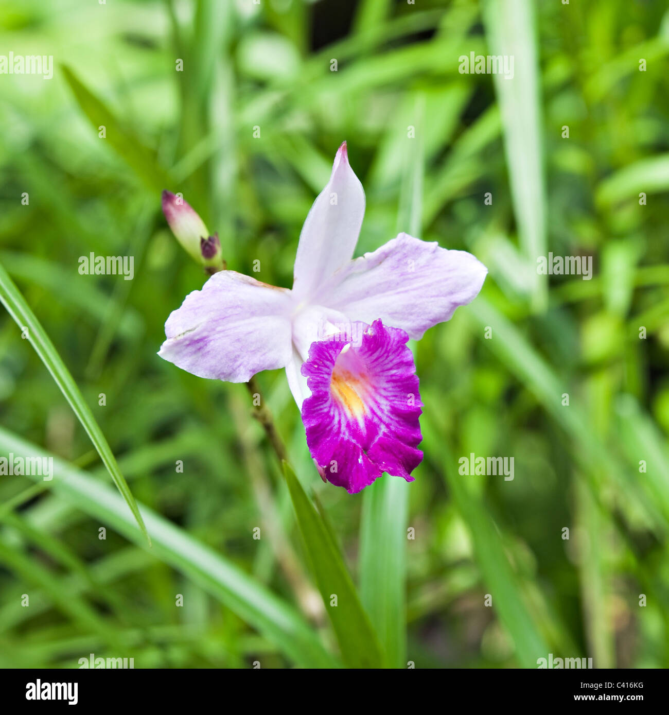 Singapore national flower hi-res stock photography and images - Alamy