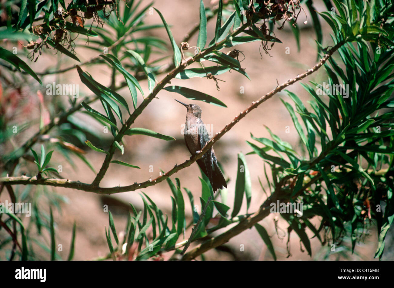 Hummingbirds of chile hi-res stock photography and images - Alamy
