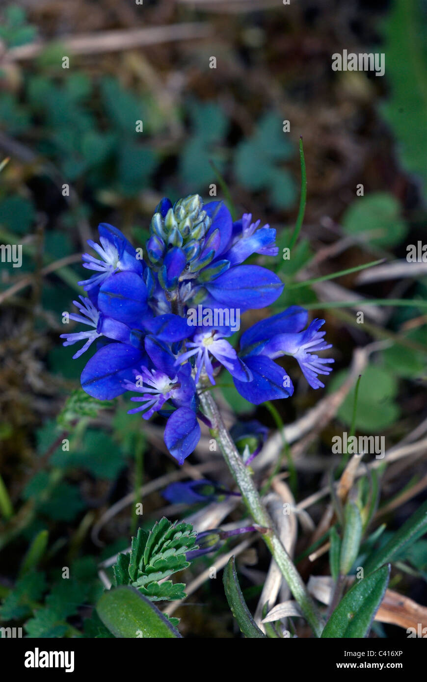 Blue chalk milkwort hi-res stock photography and images - Alamy
