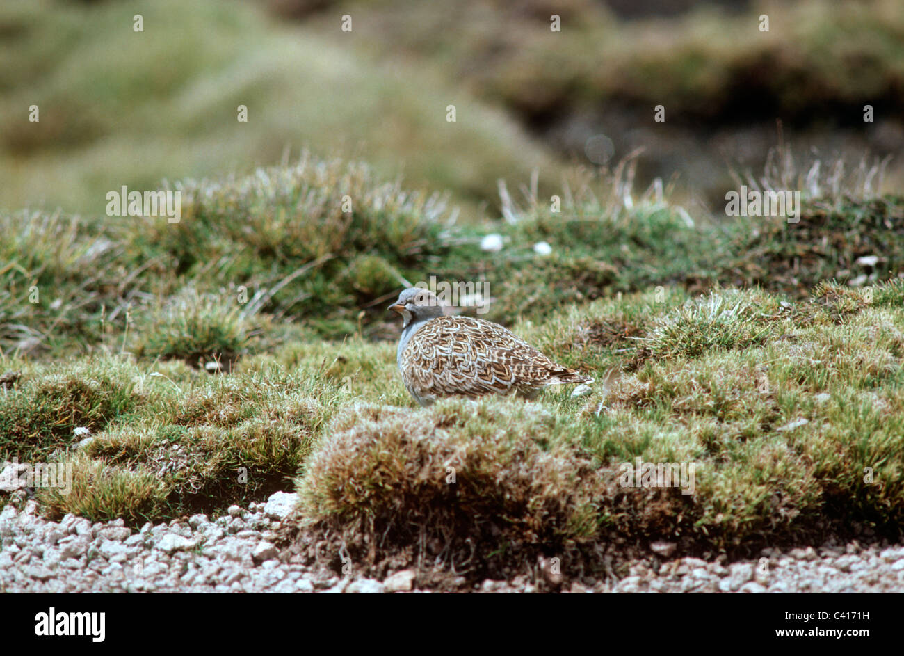 Grey-breasted seedsnipe (Thinocorus orbigyianus: Thinocoridae) in the ...