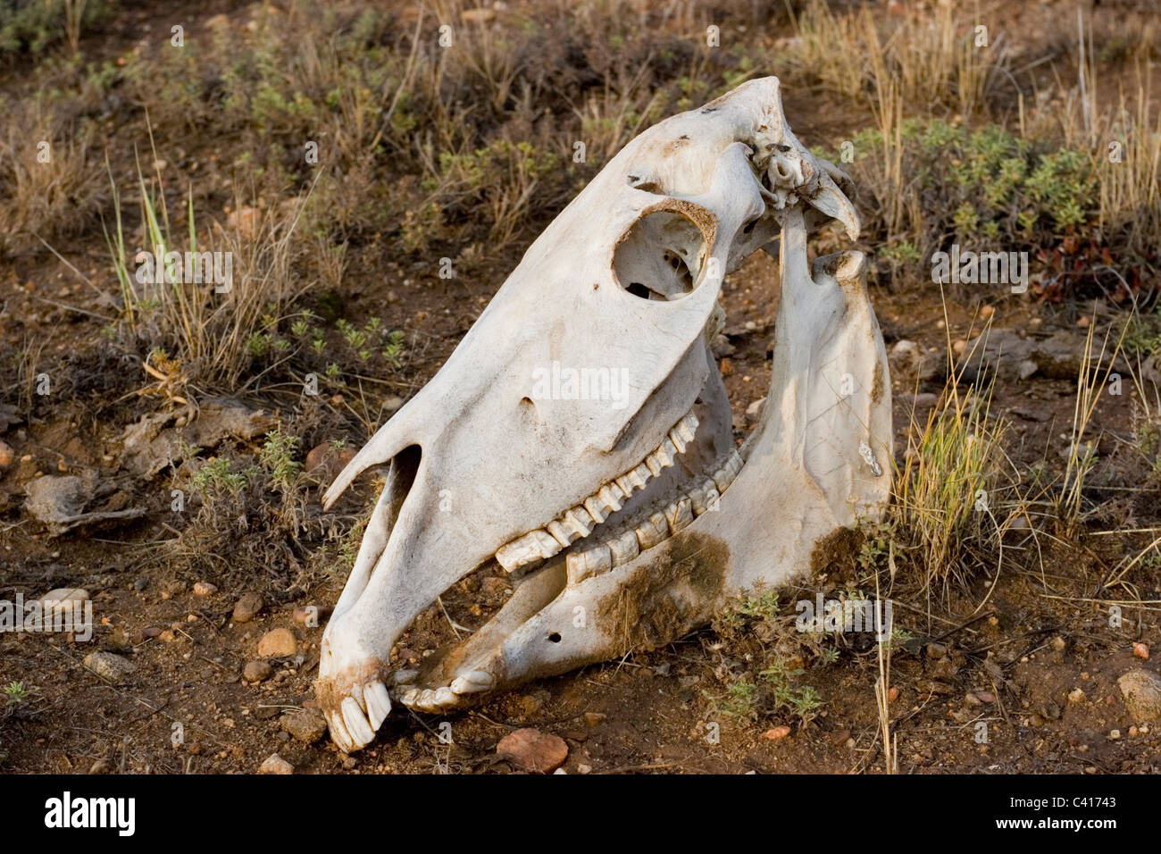 Sun bleached bone hi-res stock photography and images - Alamy