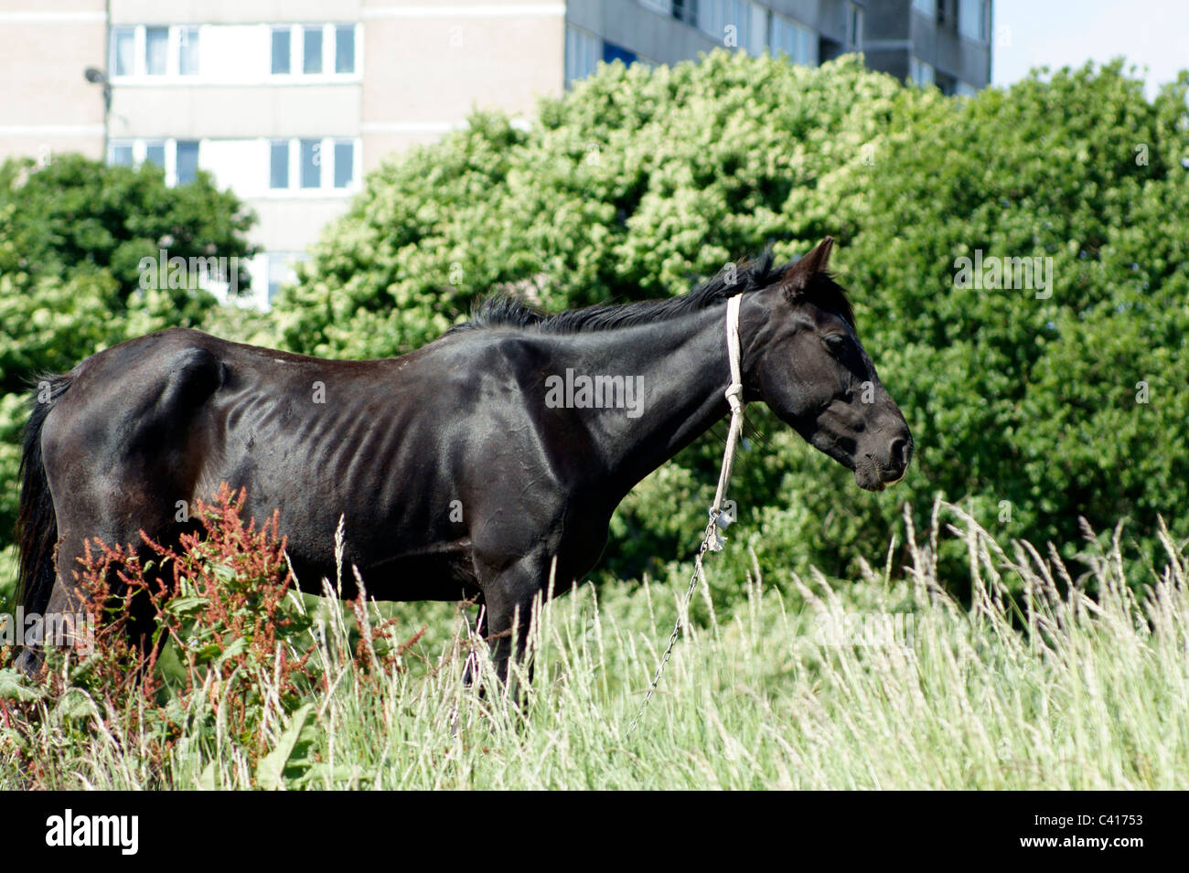 LOCAL HORSE IN FIELD Stock Photo - Alamy
