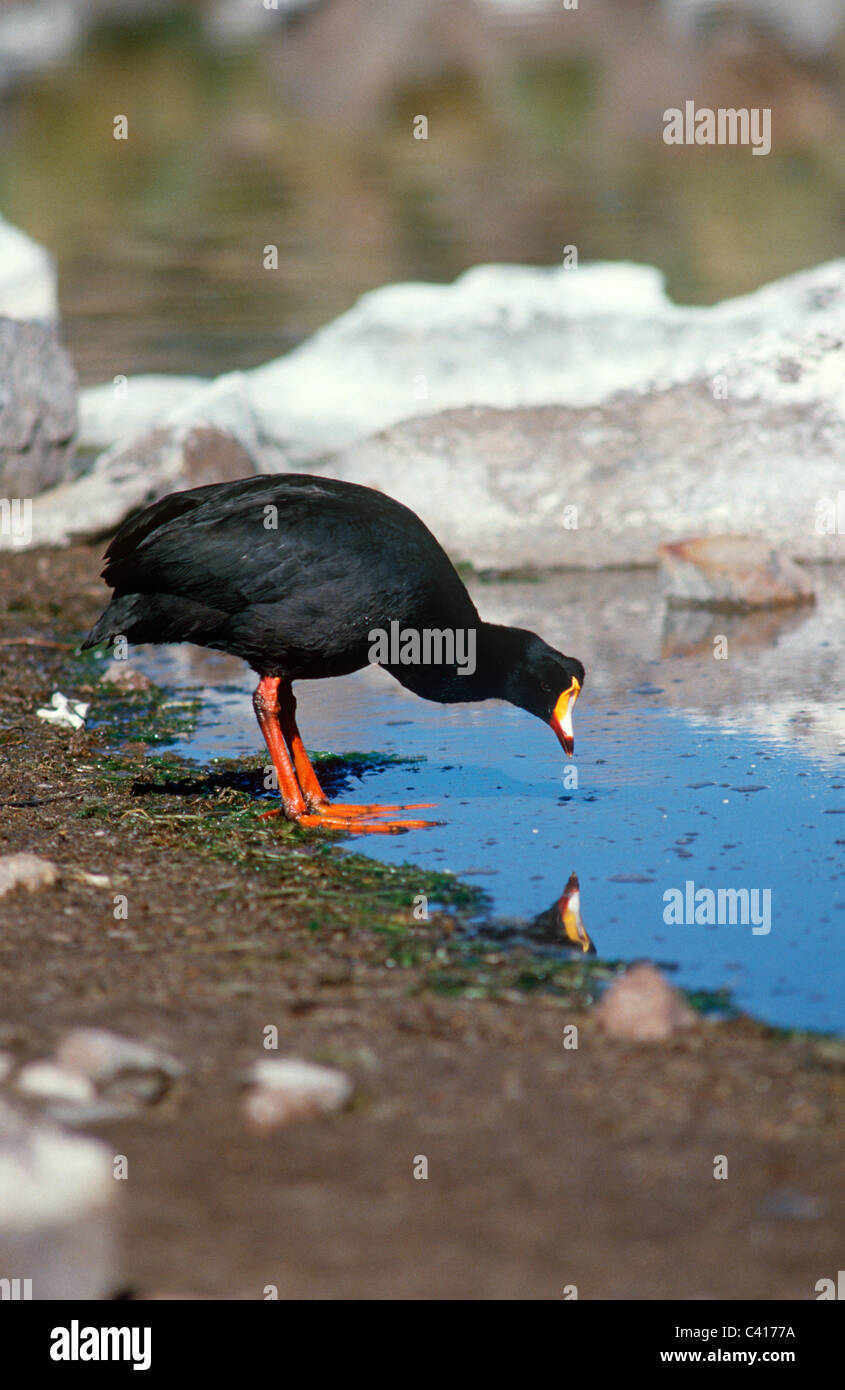 Giant coot (Fulica gigantea: Rallidae) on an Andean altiplano lake at ...