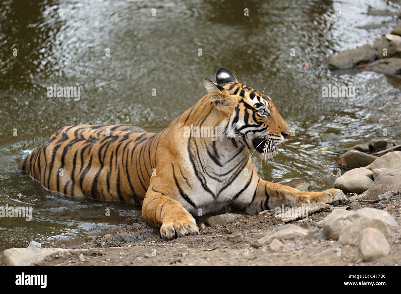 Tiger resting in a water pool during the hot summers of Ranthambore ...