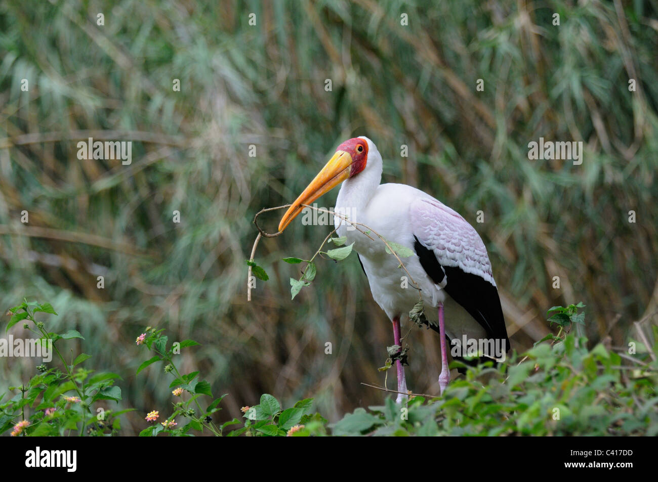 A "Yellow Billed" stork in Tanzania Stock Photo - Alamy