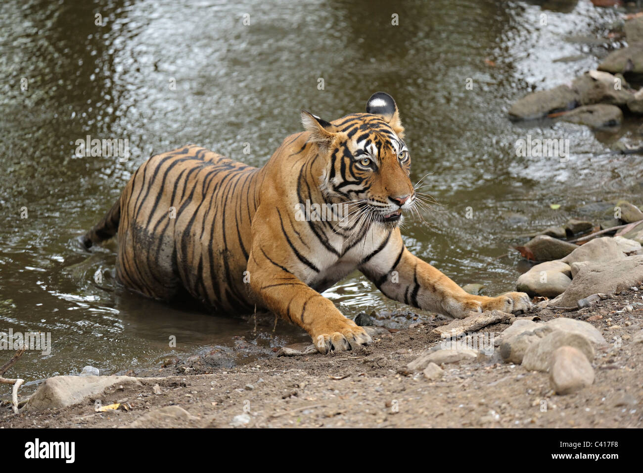 Tiger coming out of a lake during the hot summers of Ranthambore ...