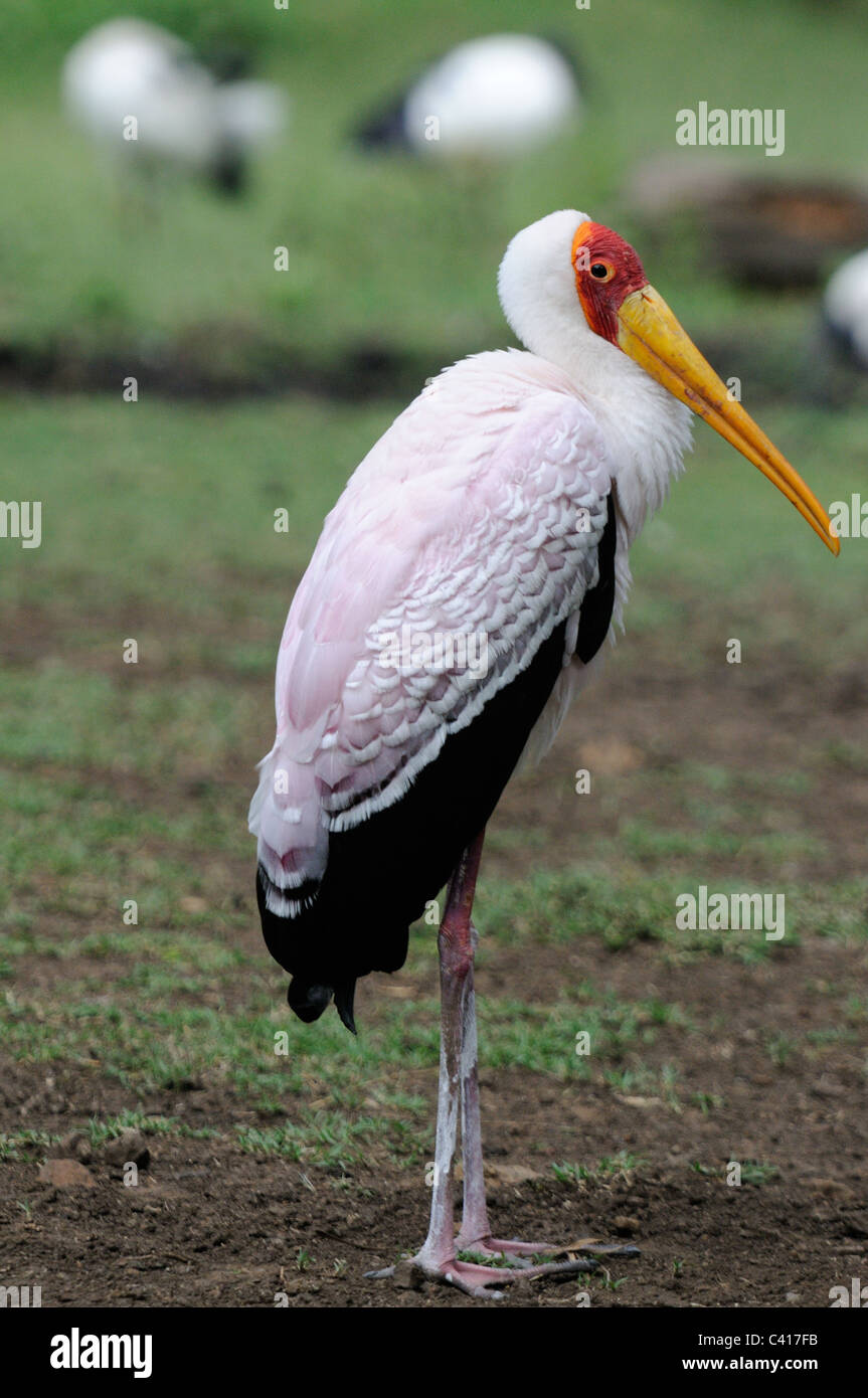 A "Yellow Billed" stork in Tanzania Stock Photo - Alamy