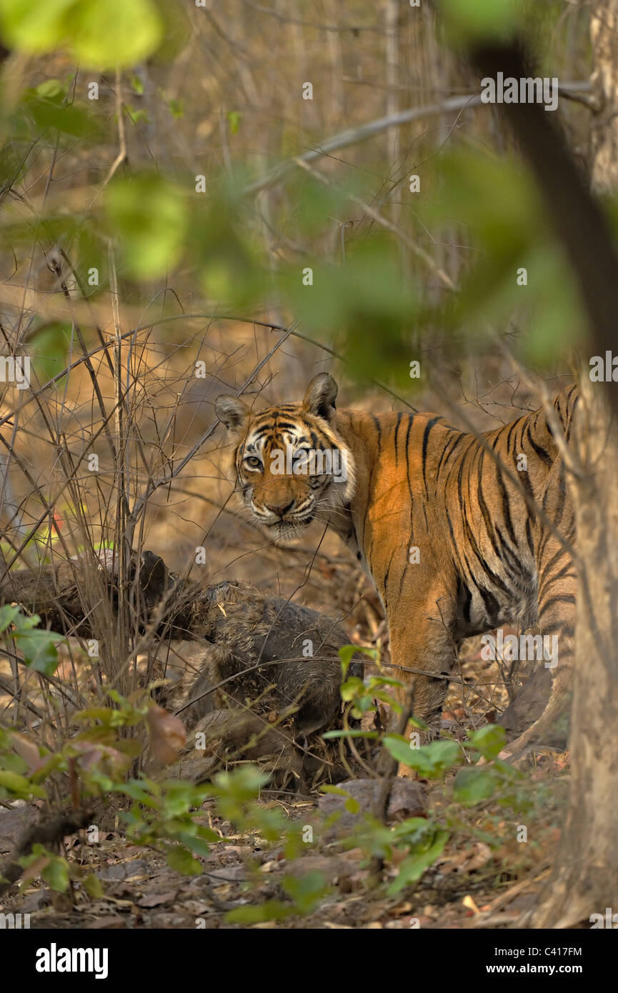Tiger eating deer hi-res stock photography and images - Alamy
