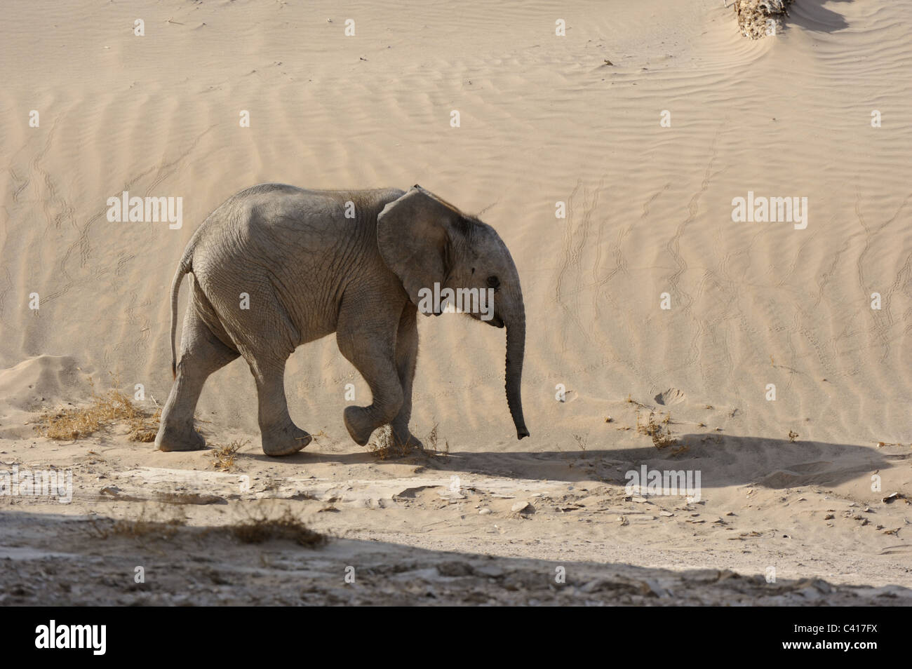 Desert Elephants, Loxodonta africana, Hoanib dry river, Namibia, Africa ...