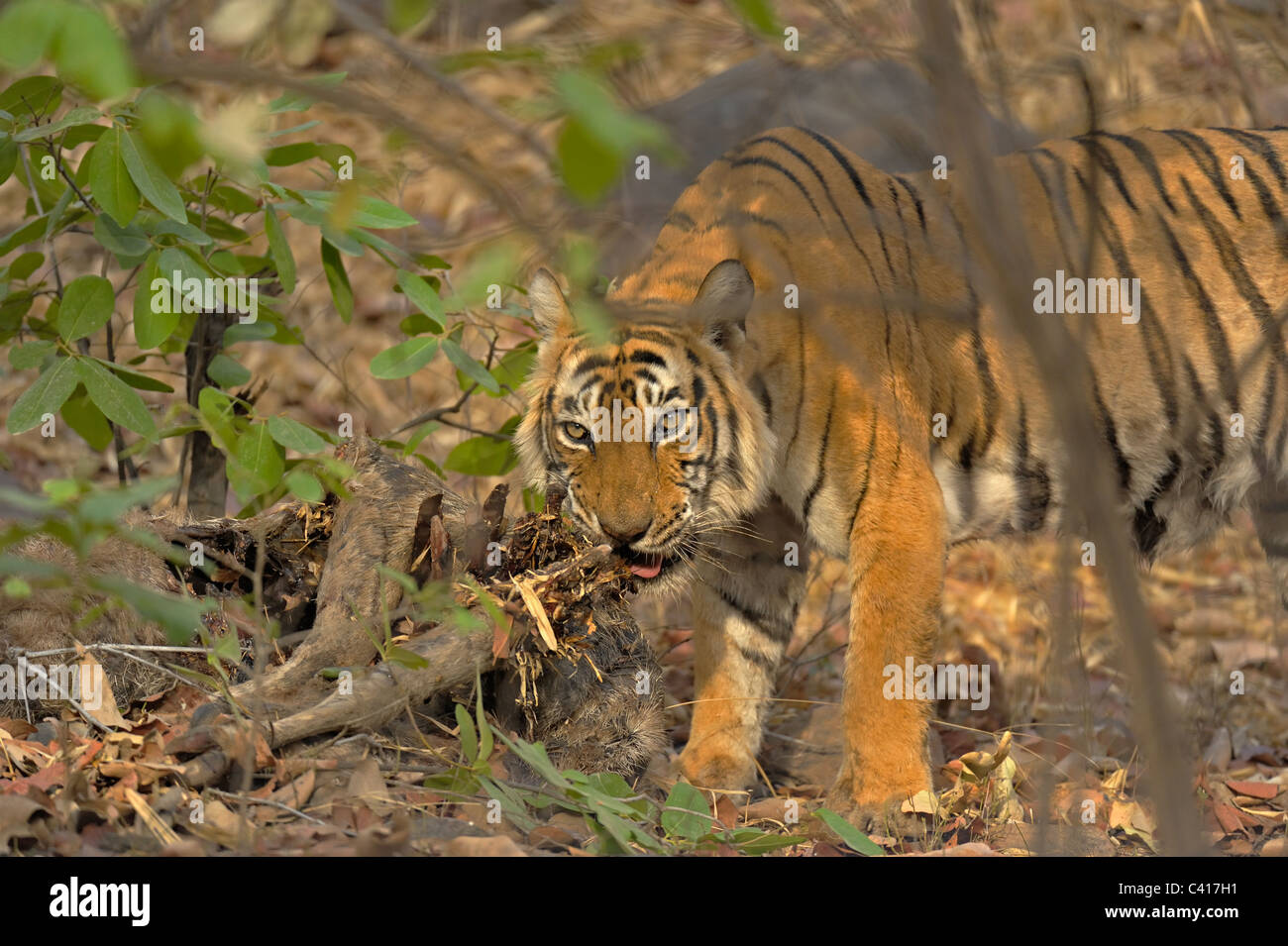 Tiger eating deer hi-res stock photography and images - Alamy