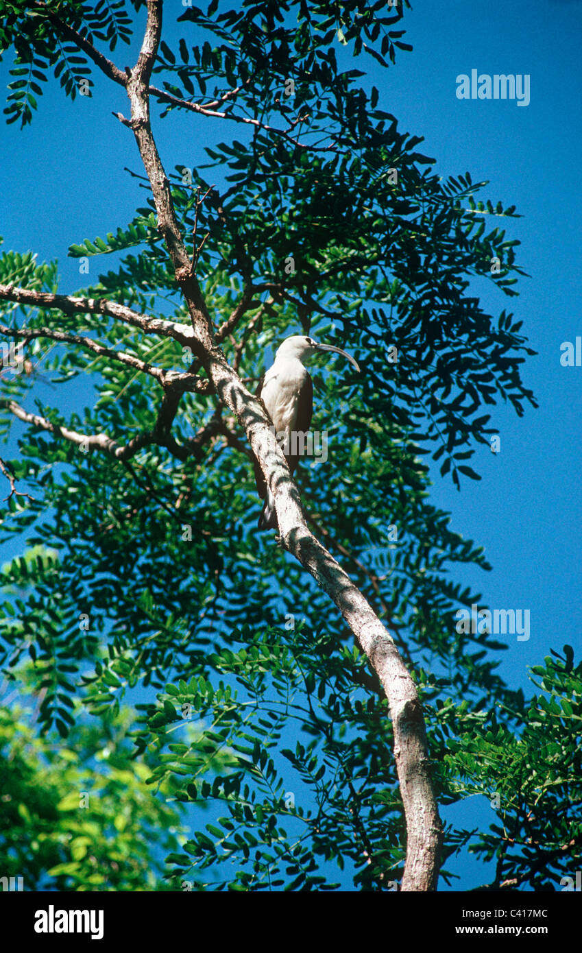 Sickle-billed vanga (Falculea palliata: Vangidae) in tropical dry ...