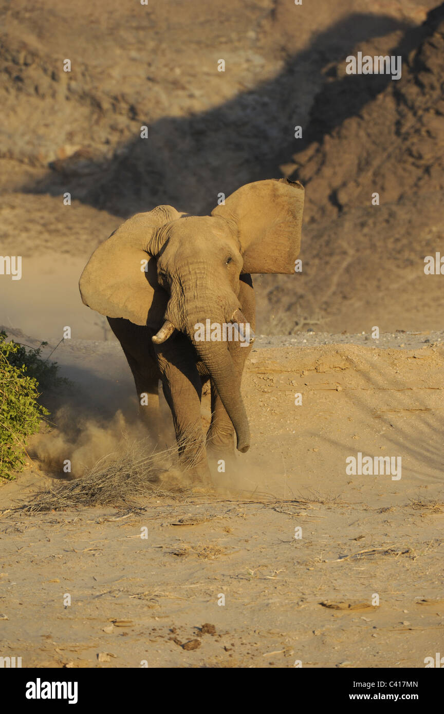 Desert Elephants, Loxodonta africana, Hoanib dry river, Namibia, Africa ...
