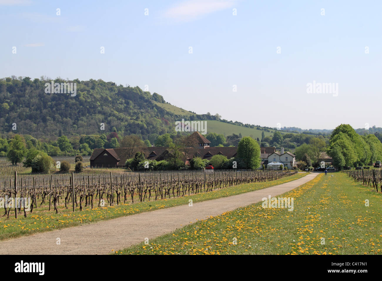 Denbies Wine Estate and Box Hill, Dorking, Surrey Hills, North Downs ...