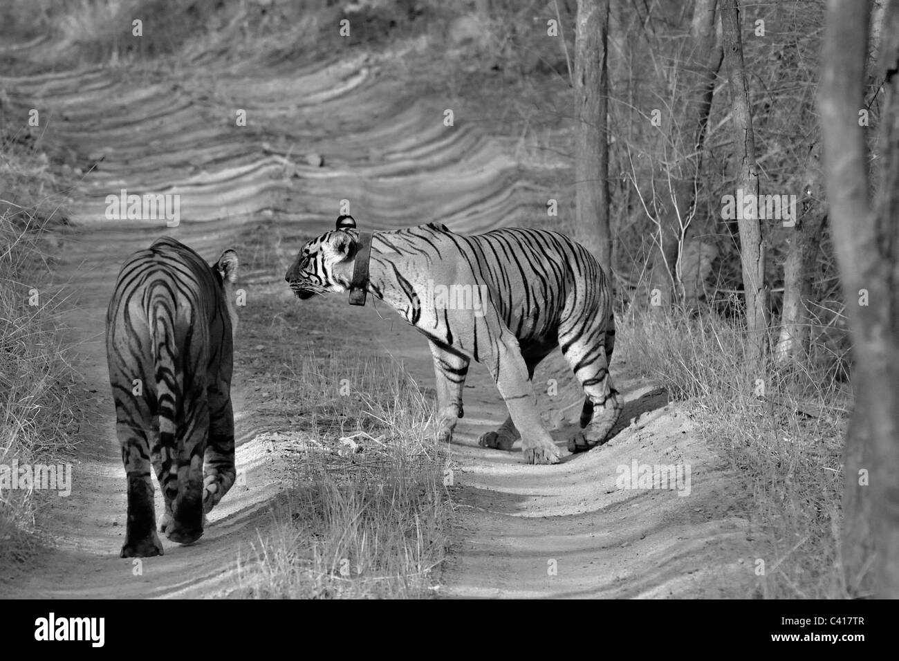 Wild Animals Mating Videos