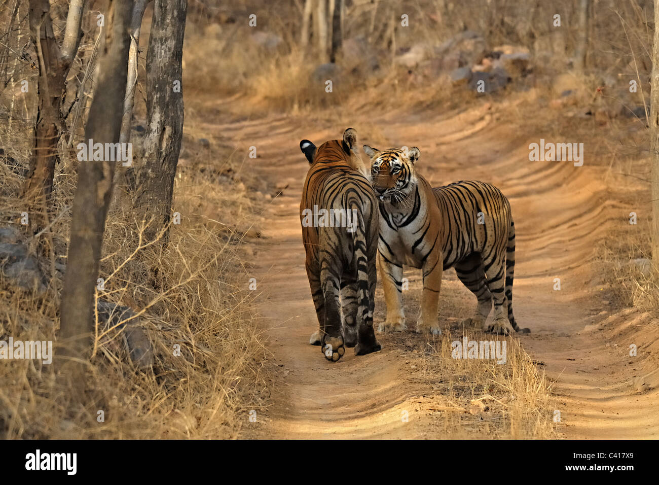 Mating pair bengal tigers hi-res stock photography and images - Alamy