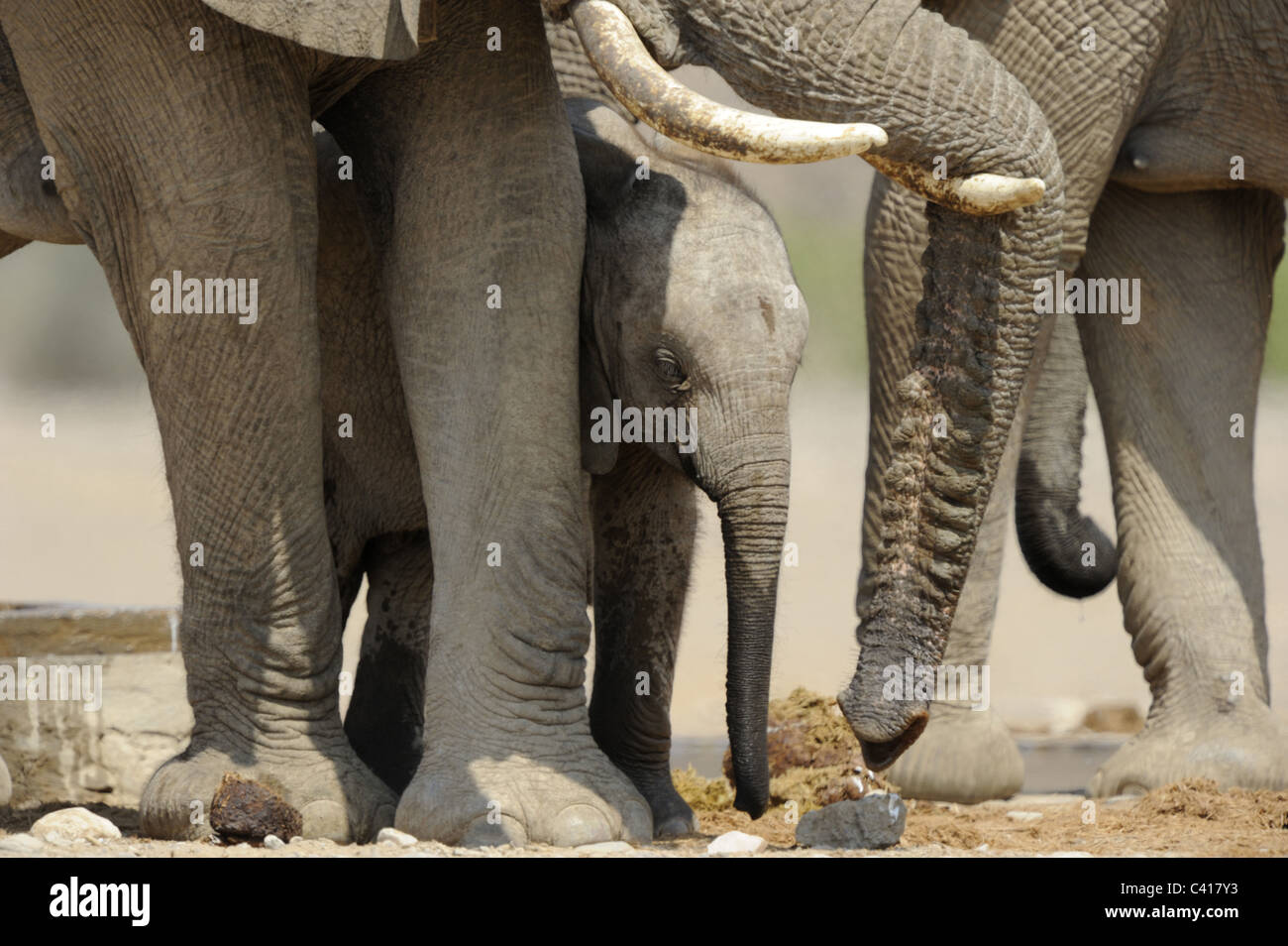 Desert Elephants, Loxodonta africana, Hoanib dry river, Namibia, Africa ...