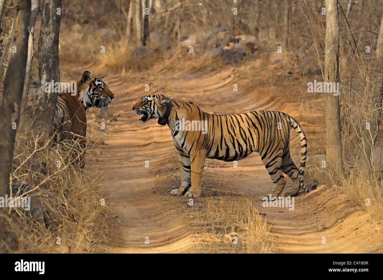 A mating pair of two tigers on a jungle track in Ranthambore national ...