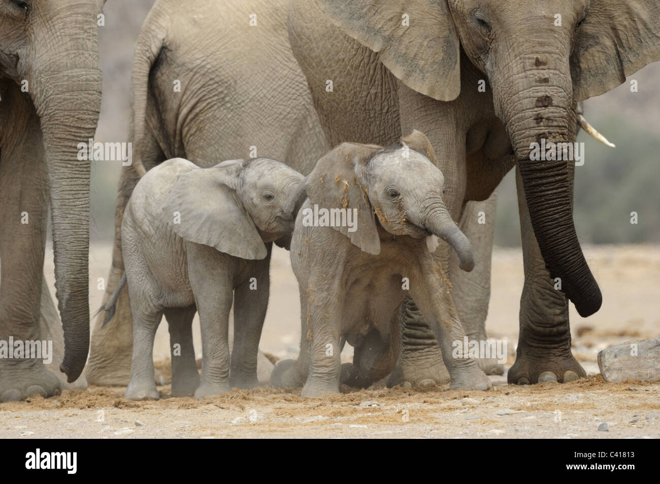 Desert Elephants, Loxodonta africana, Hoanib dry river, Namibia, Africa ...