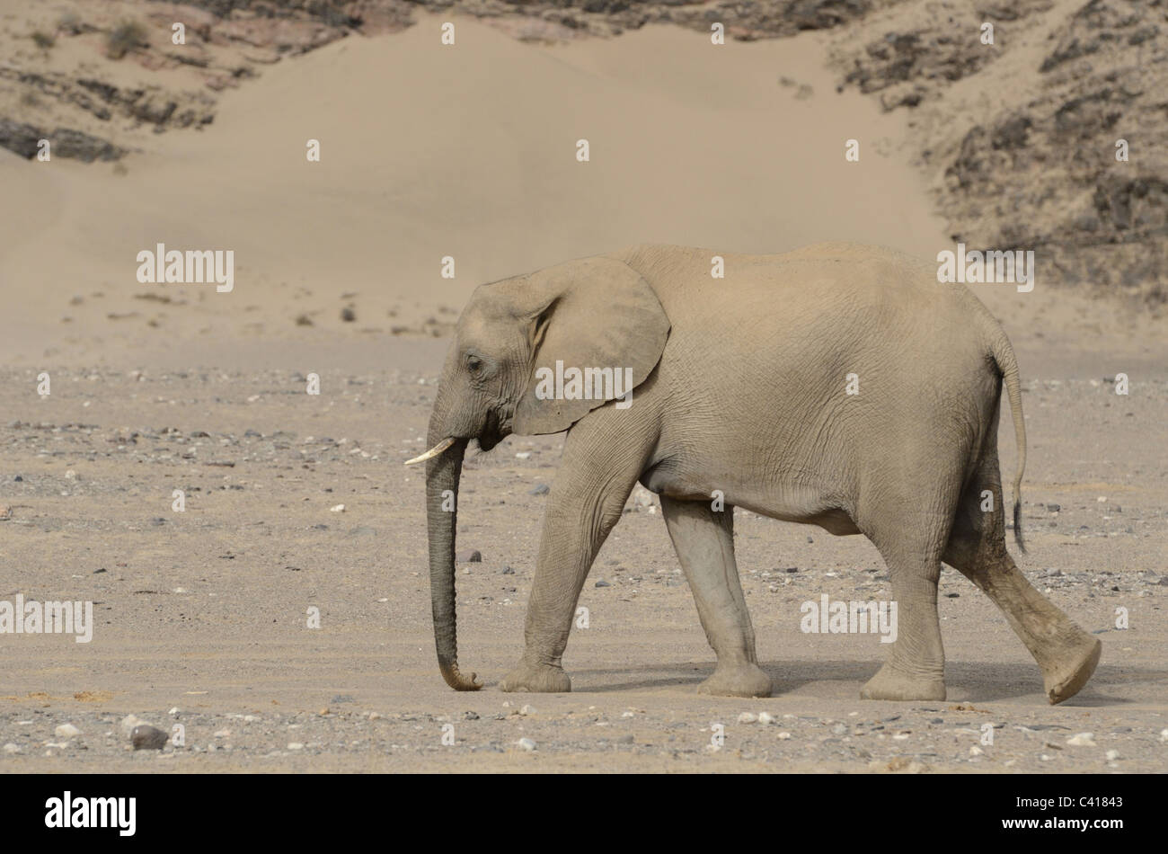 Desert Elephants, Loxodonta africana, Hoanib dry river, Namibia, Africa ...