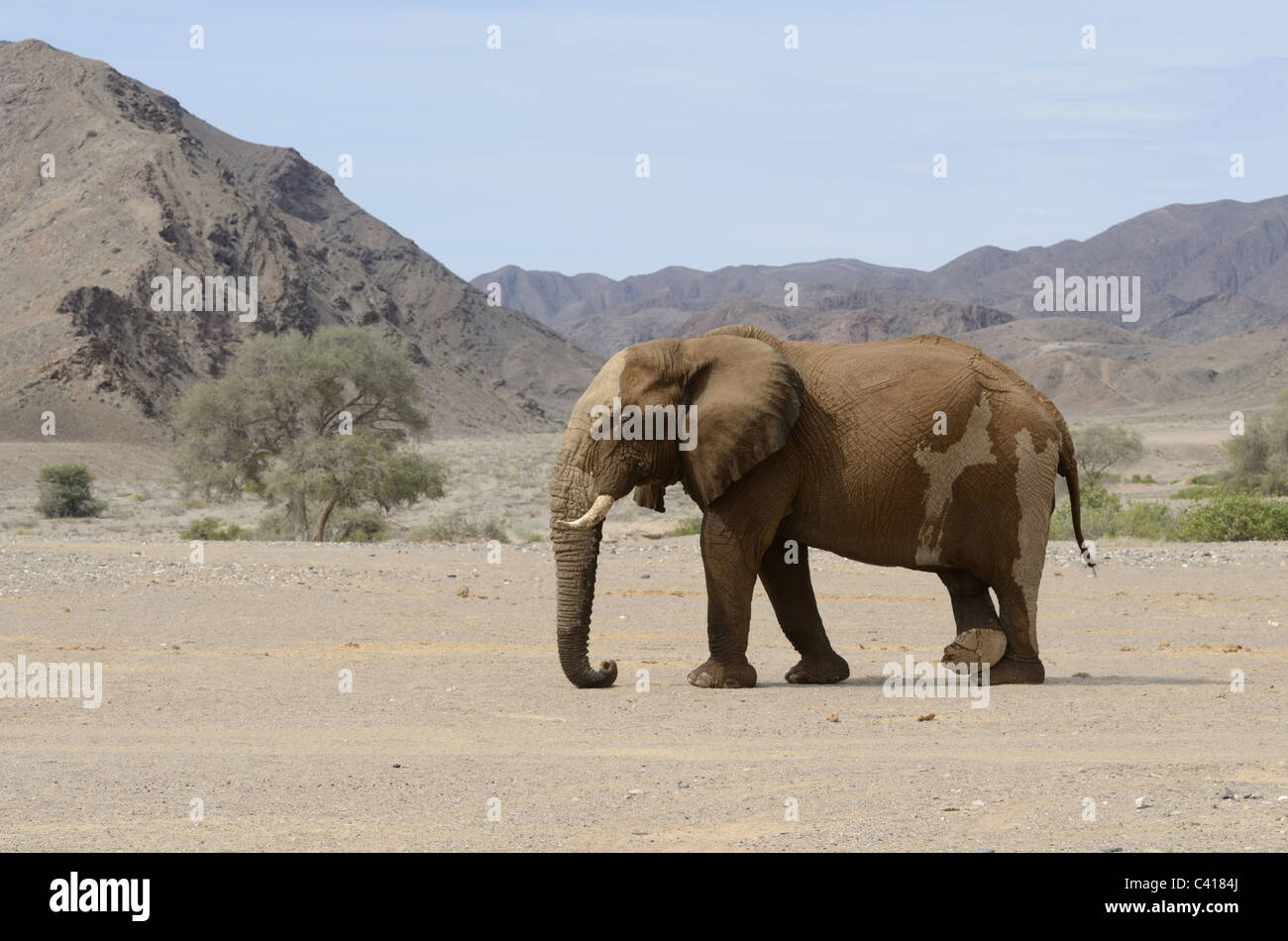 Desert Elephants, Loxodonta africana, Hoanib dry river, Namibia, Africa ...