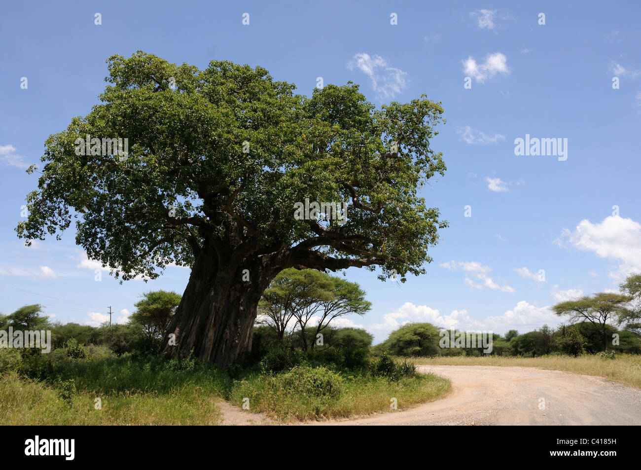 A Baobab tree at the entrance to Tarangire National Park, Tanzania ...