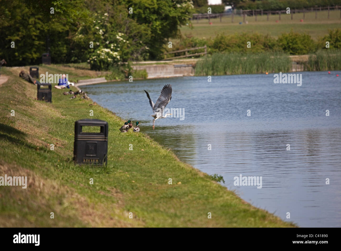 Tring Reservoirs in Hertfordshire Stock Photo - Alamy