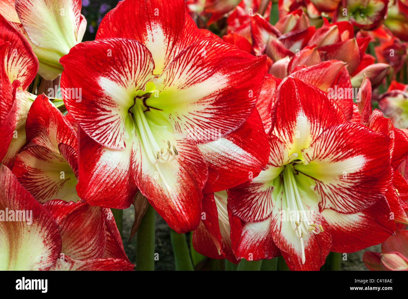 Hippeastrum minerva hi-res stock photography and images - Alamy