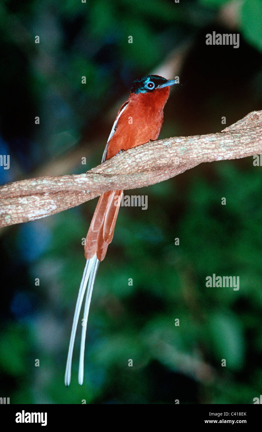 Madagascar paradise flycatcher (Terpsiphone mutata: Muscicapidae) male ...