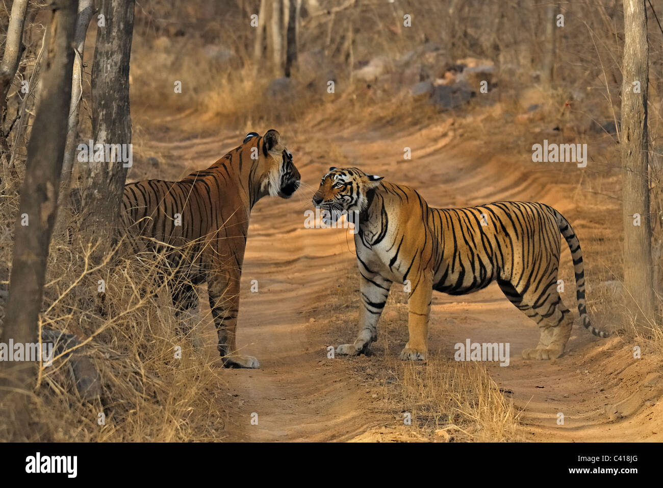 Mating pair bengal tigers hi-res stock photography and images - Alamy