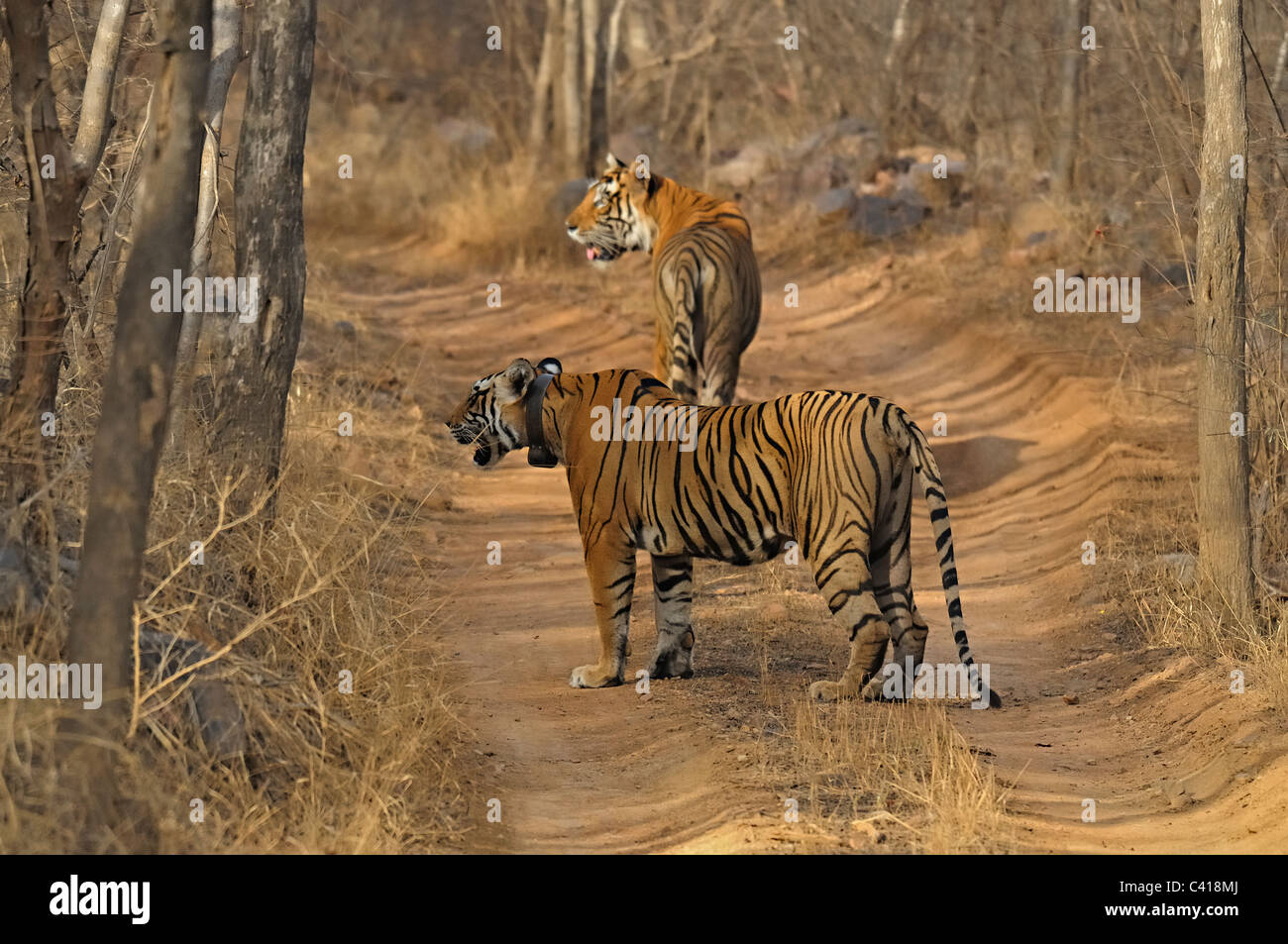 A mating pair of two tigers on a jungle track in Ranthambore national ...