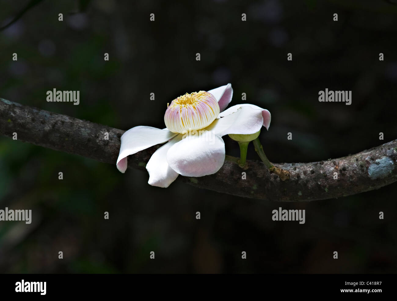 The Flower of a Gustavia Superba Tree Growing in Singapore Botanic ...