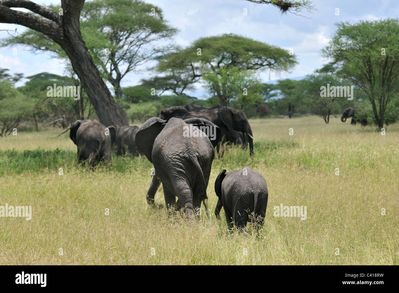 Mother and baby elephants joing their troop on Tarangire National Park ...