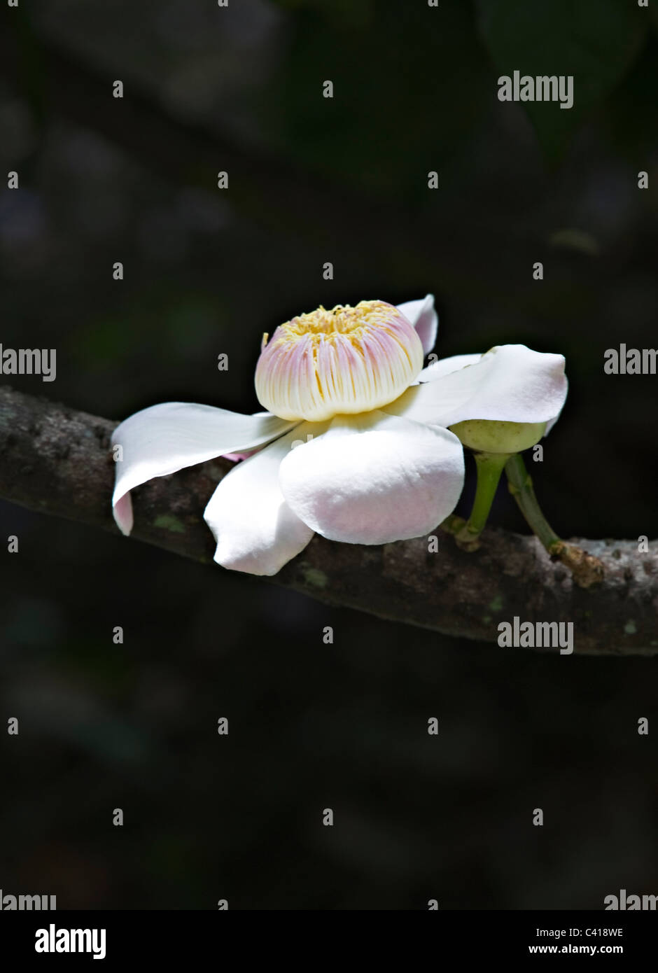 The Flower of a Gustavia Superba Tree Growing in Singapore Botanic ...