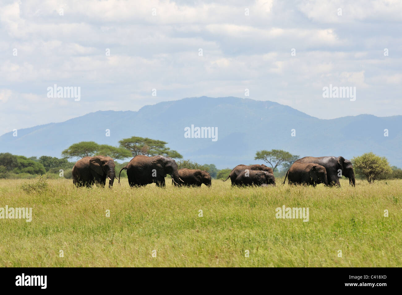 Troop of elephants crossing Tarangire National Park Stock Photo - Alamy