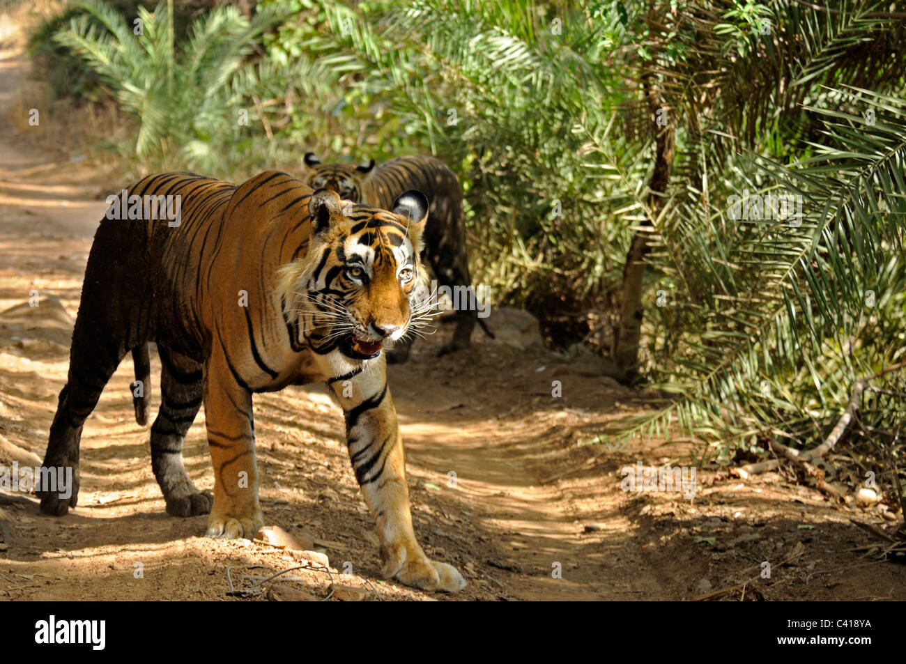 A mating pair of two tigers on a jungle track in Ranthambore national ...