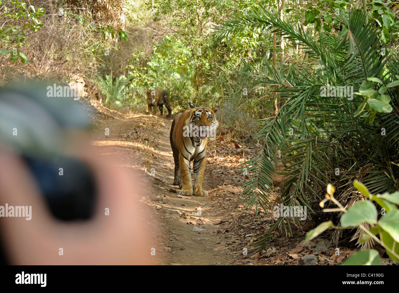 Photographing a mating pair of two tigers on a jungle track in ...