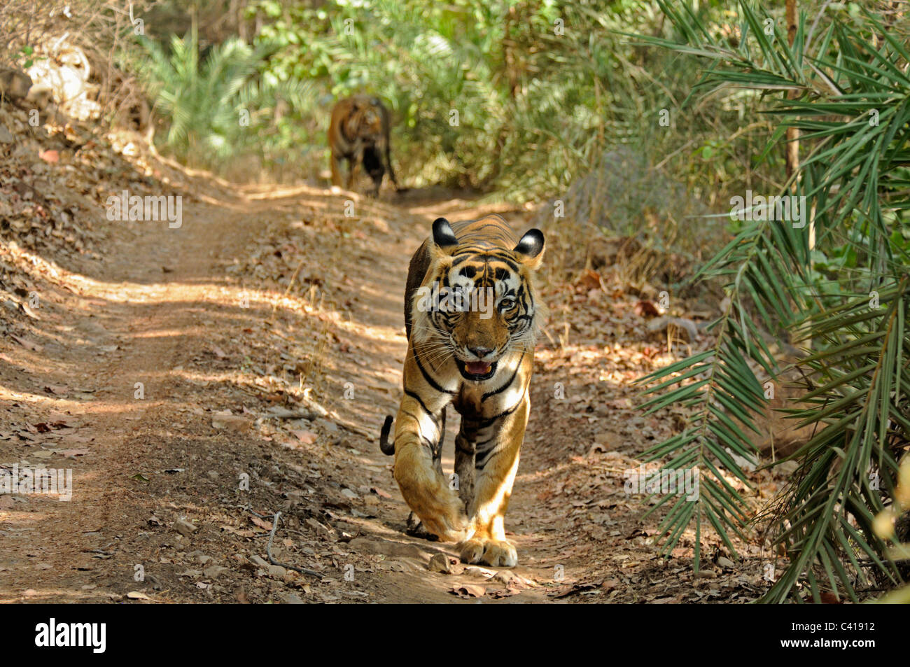 Mating pair bengal tigers hi-res stock photography and images - Alamy