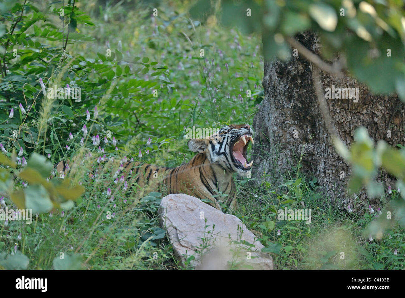Bengal tiger in monsoon forest hi-res stock photography and images - Alamy