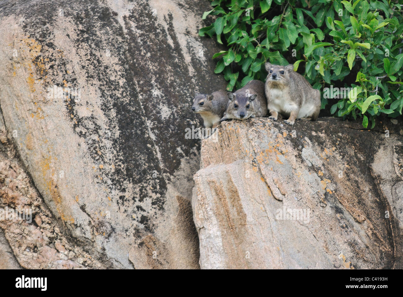 Rock Hyrax in Tarangire National Park, Tanzania Stock Photo - Alamy