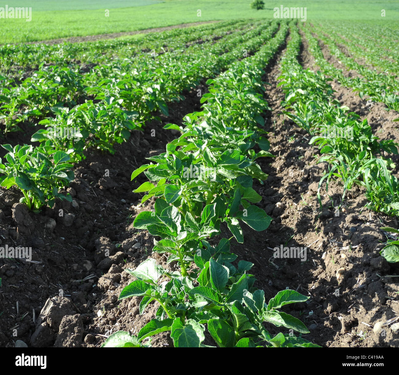 Potato plant may hi-res stock photography and images - Alamy