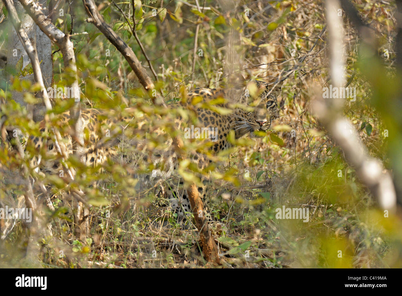 Camouflaged leopard hi-res stock photography and images - Alamy