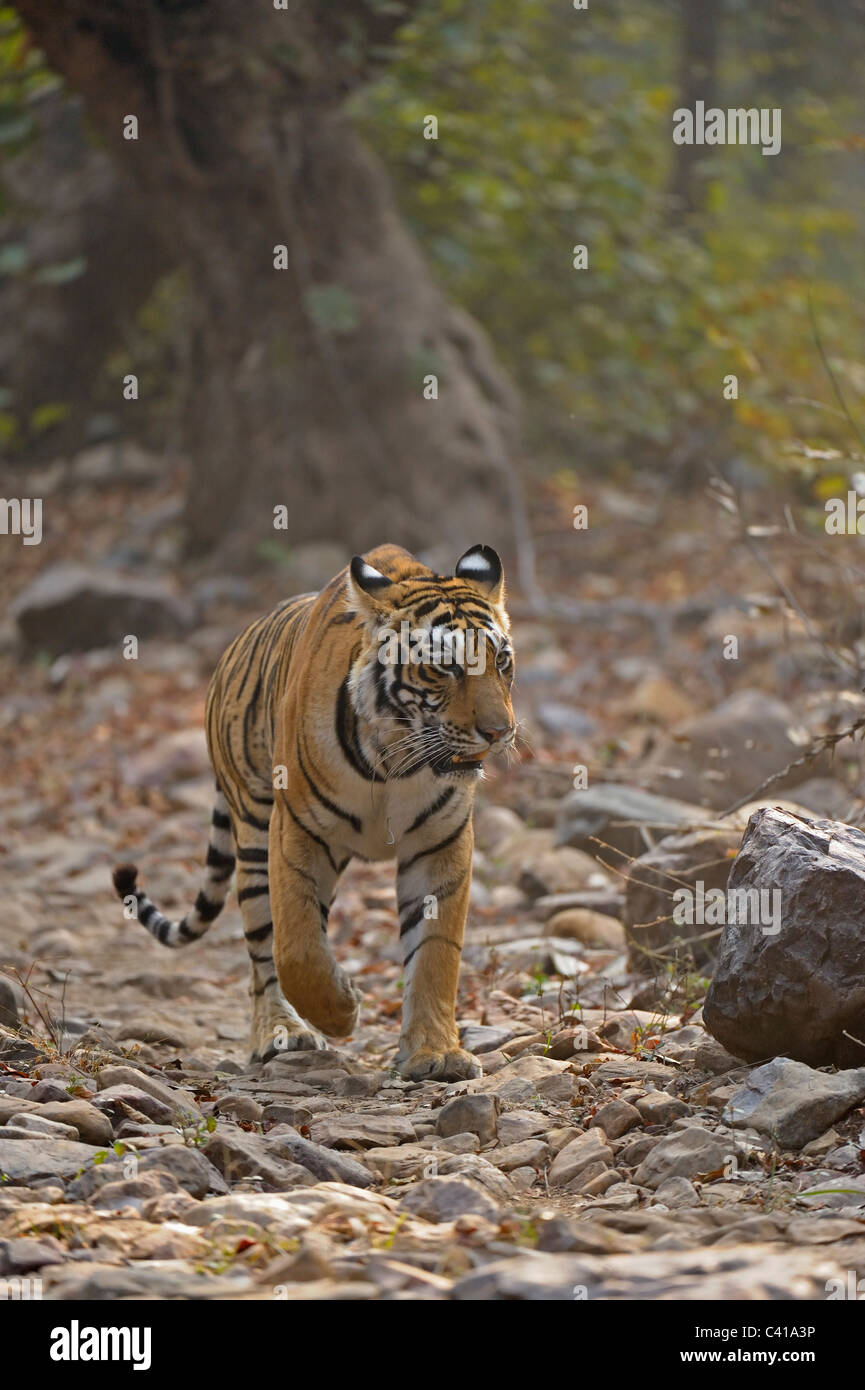 Tiger approach approaching hi-res stock photography and images - Alamy
