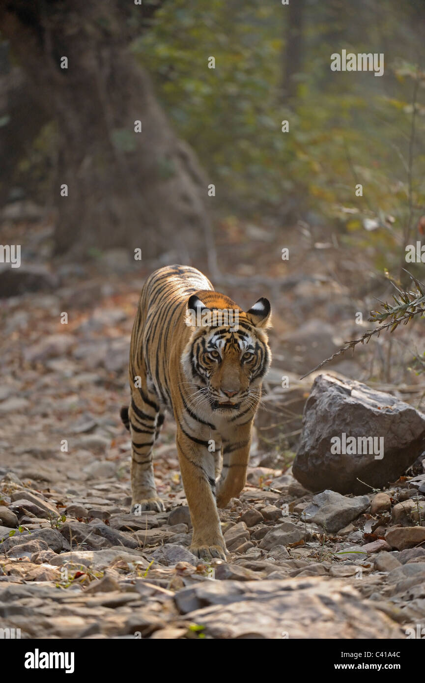 Tiger approach approaching hi-res stock photography and images - Alamy